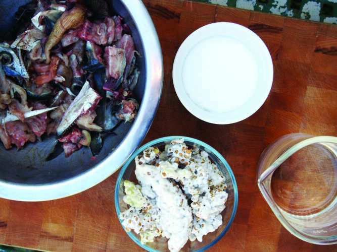 Fermented Fish for Homemade Fish Sauce and Fertilizer – Mother Earth News